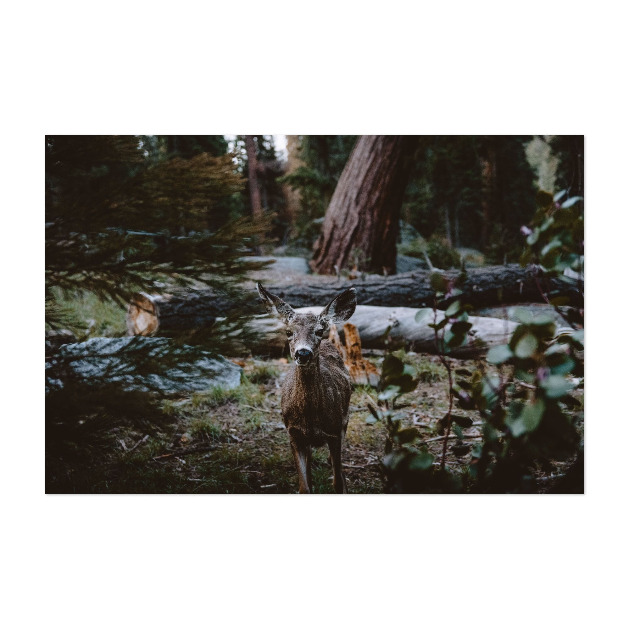 Fawn in the Forest 2 - California Photography Deer Wildlife Forest ...