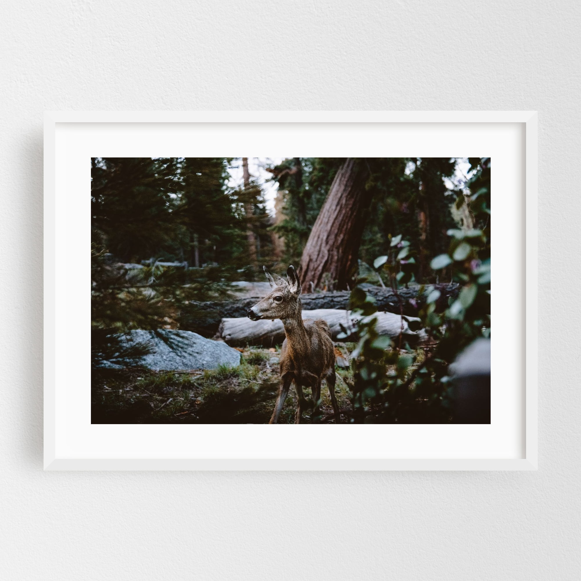 Fawn in the Forest - California Photography Deer Wildlife Forest Nature ...