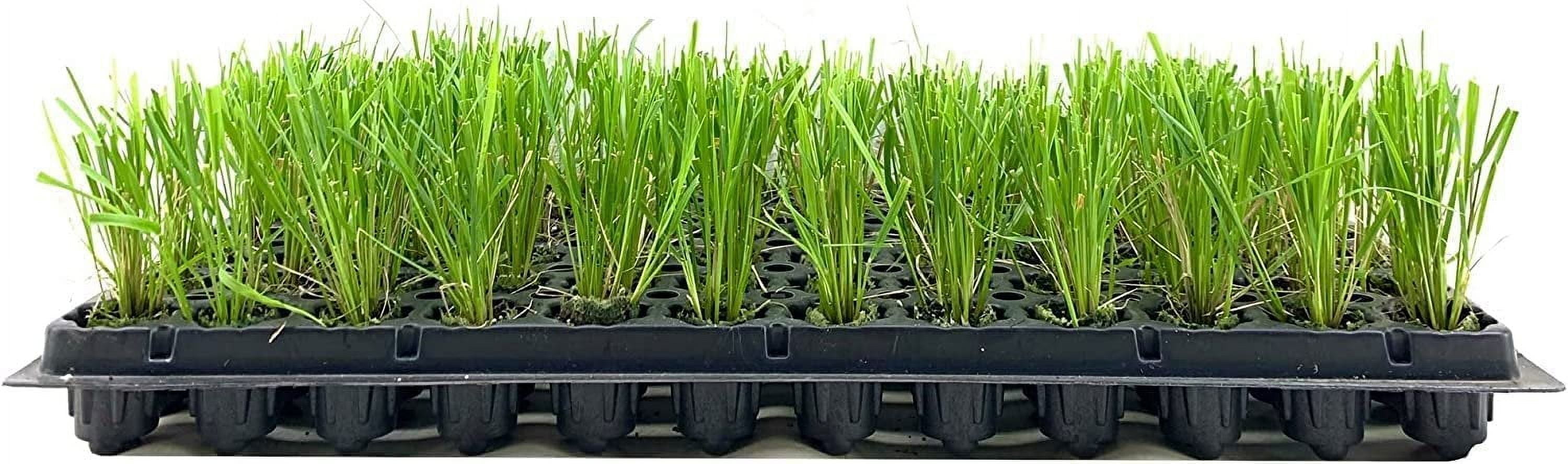 Karl Foerster Feather Reed Grass - 10 Live Plants, Drought Tolerant ...