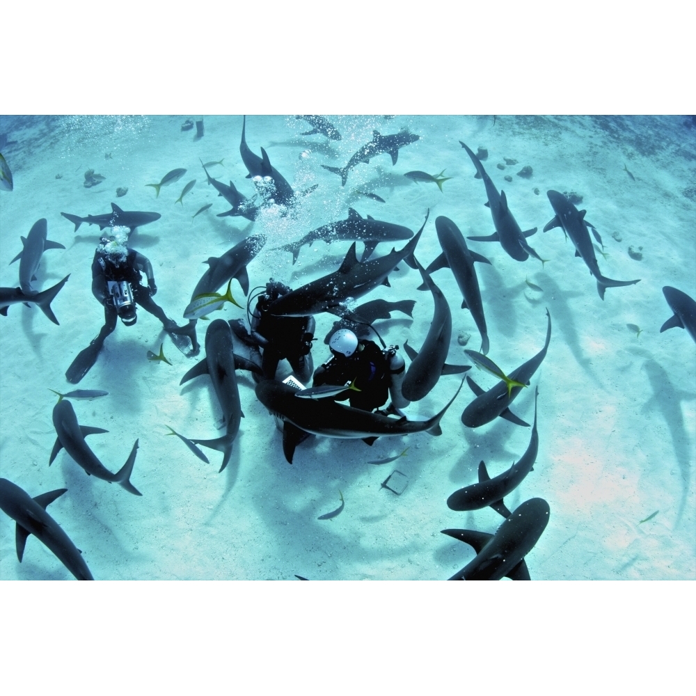 Feeding frenzy of Caribbean reef sharks Poster Print - Walmart.com
