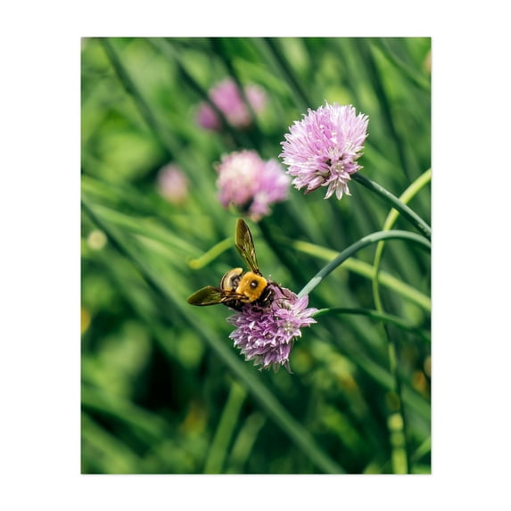 Feels Like Summer - Brooklyn New York Photography Insect Floral Nature ...