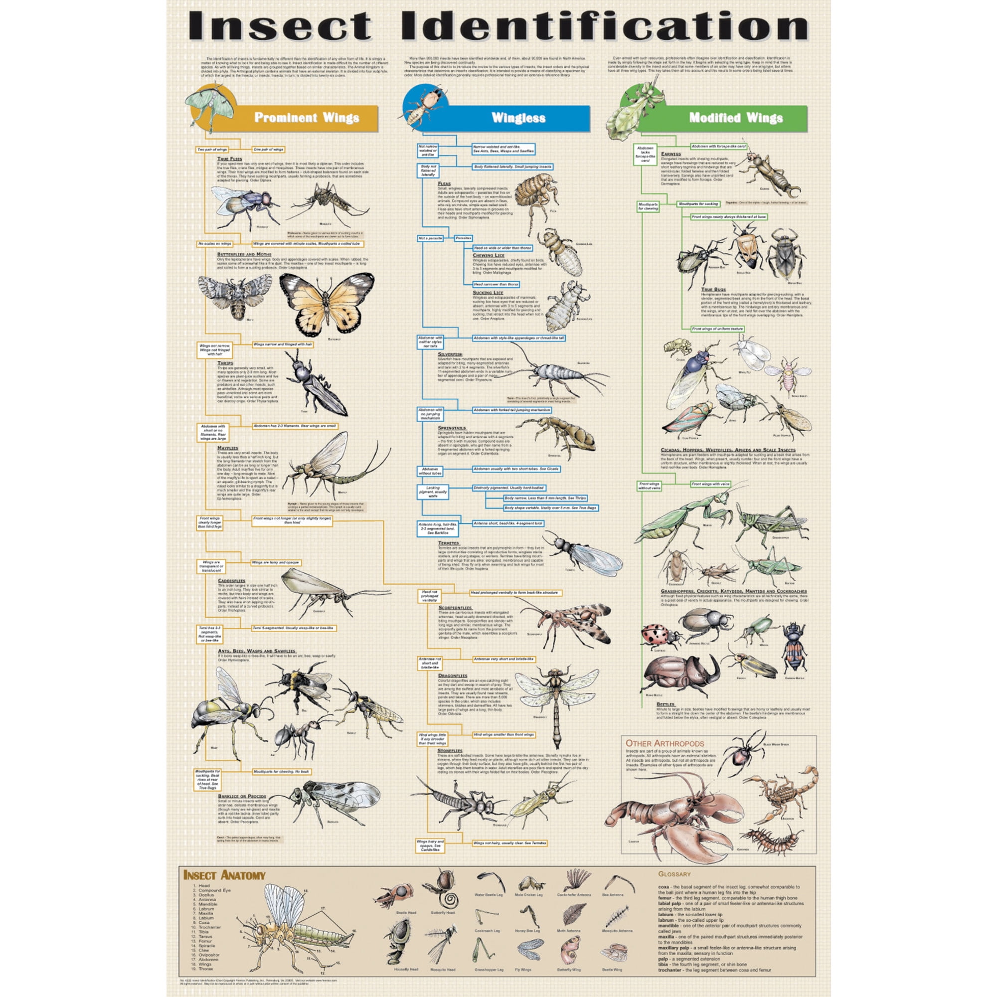 Feenixx Publishing Insect Identification Guide Educational Poster, 24 x ...