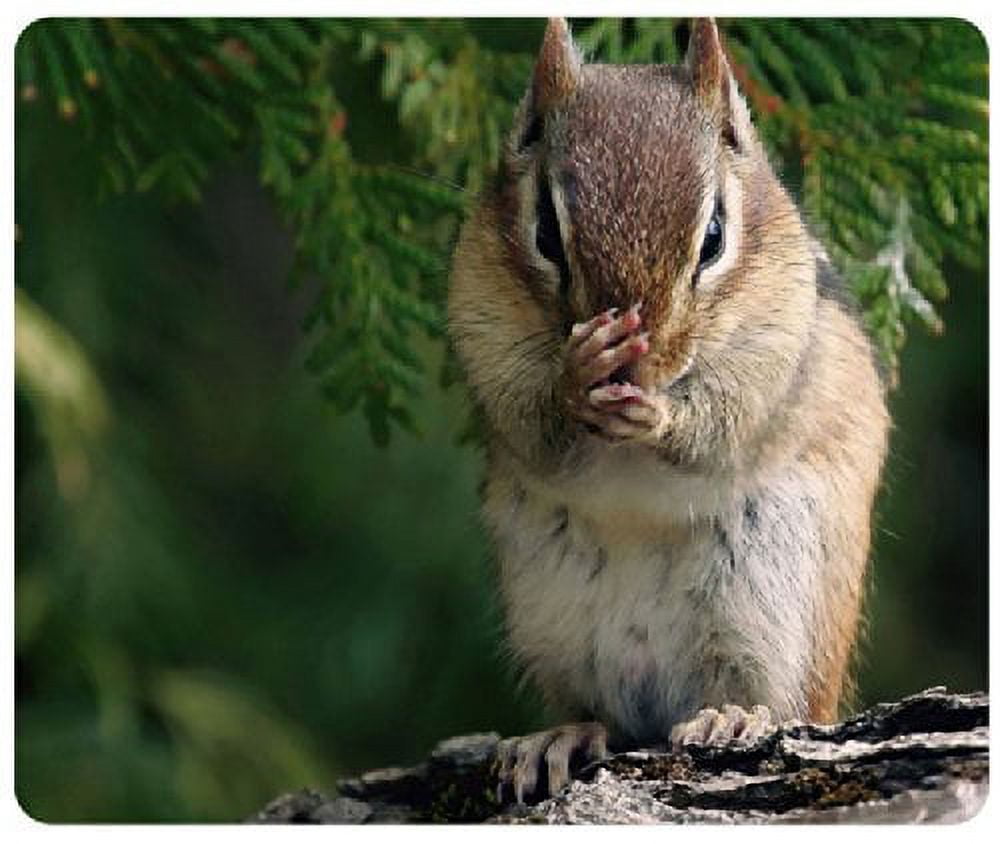 Feet Squirrel Mouse pads Gaming Mouse Pad 9.84x7.87 inches - Walmart.com