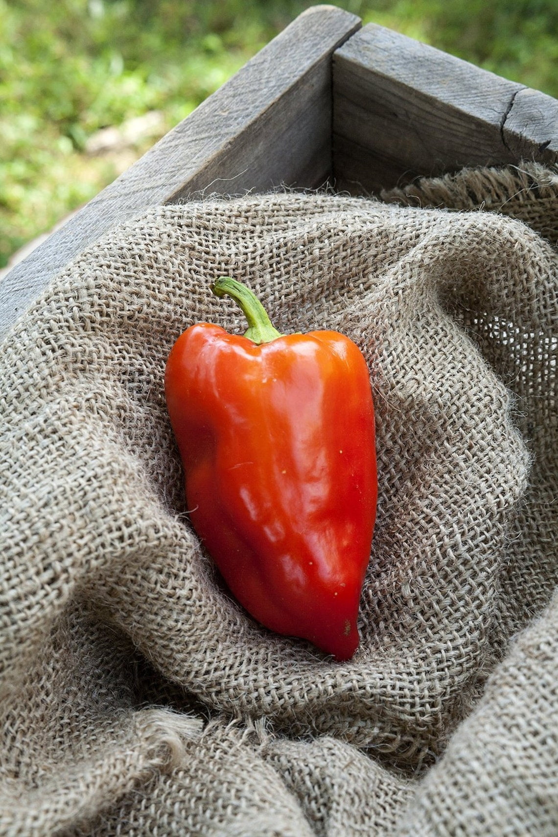 Feher Ozon Feherozon Hungarian Sweet Paprika Pepper Premium Seeds ...