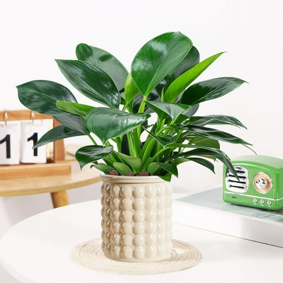 FeiFu Self Watering Transparent Flower Pots Small Potted Containers ...