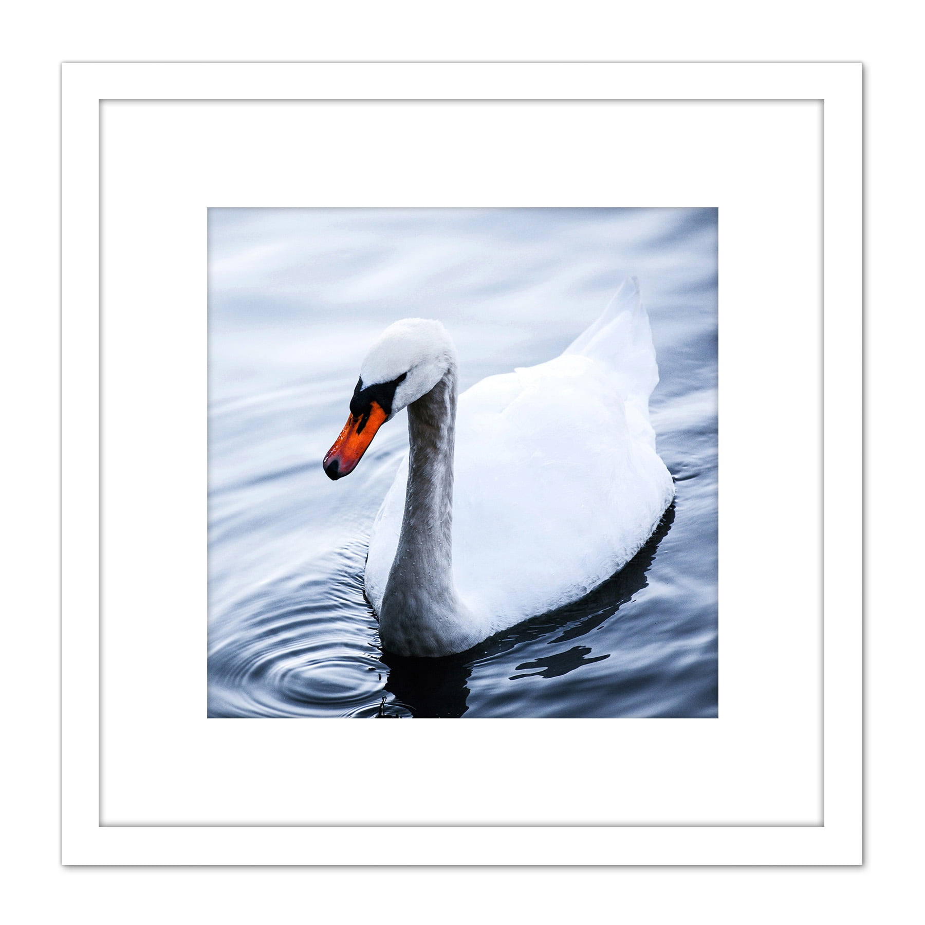 Feifei Mute Swan Lake Bird Photo 8X8 Inch Square Wooden Framed Wall Art ...