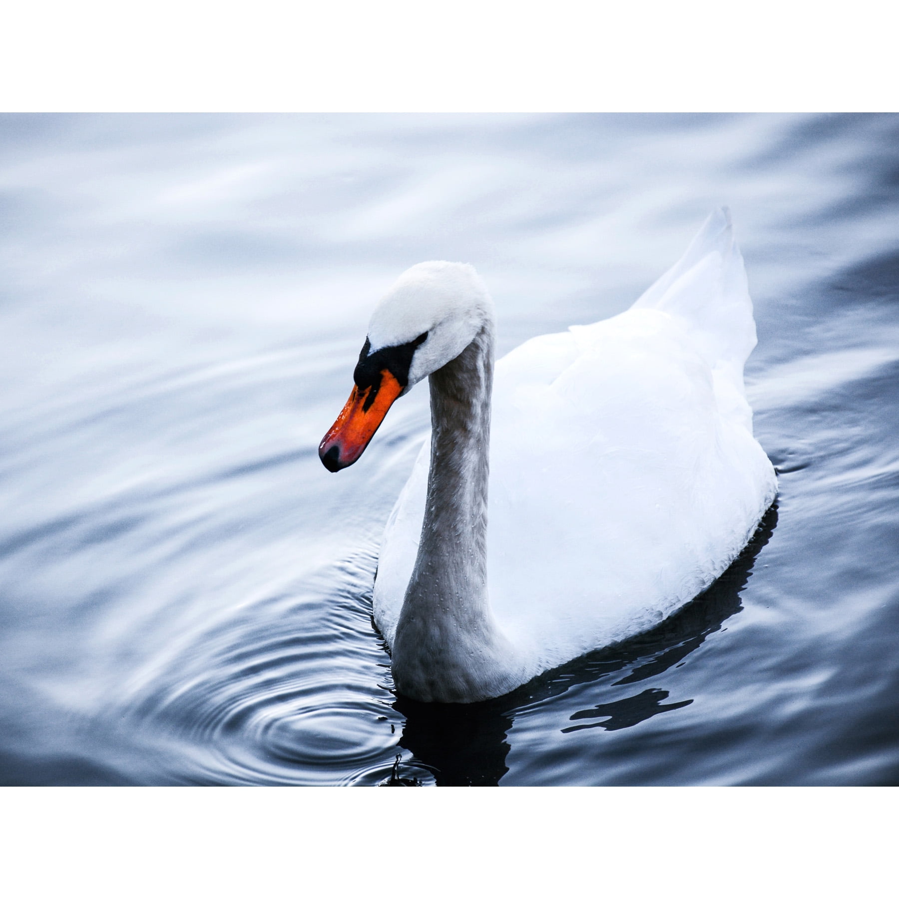 Feifei Mute Swan Lake Bird Photo Extra Large XL Wall Art Poster Print ...