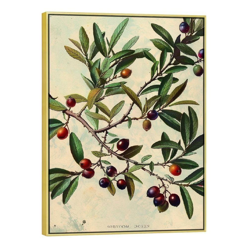 Feiri Olive Botanical Wall Art Print Prints Beautiful Antique ...