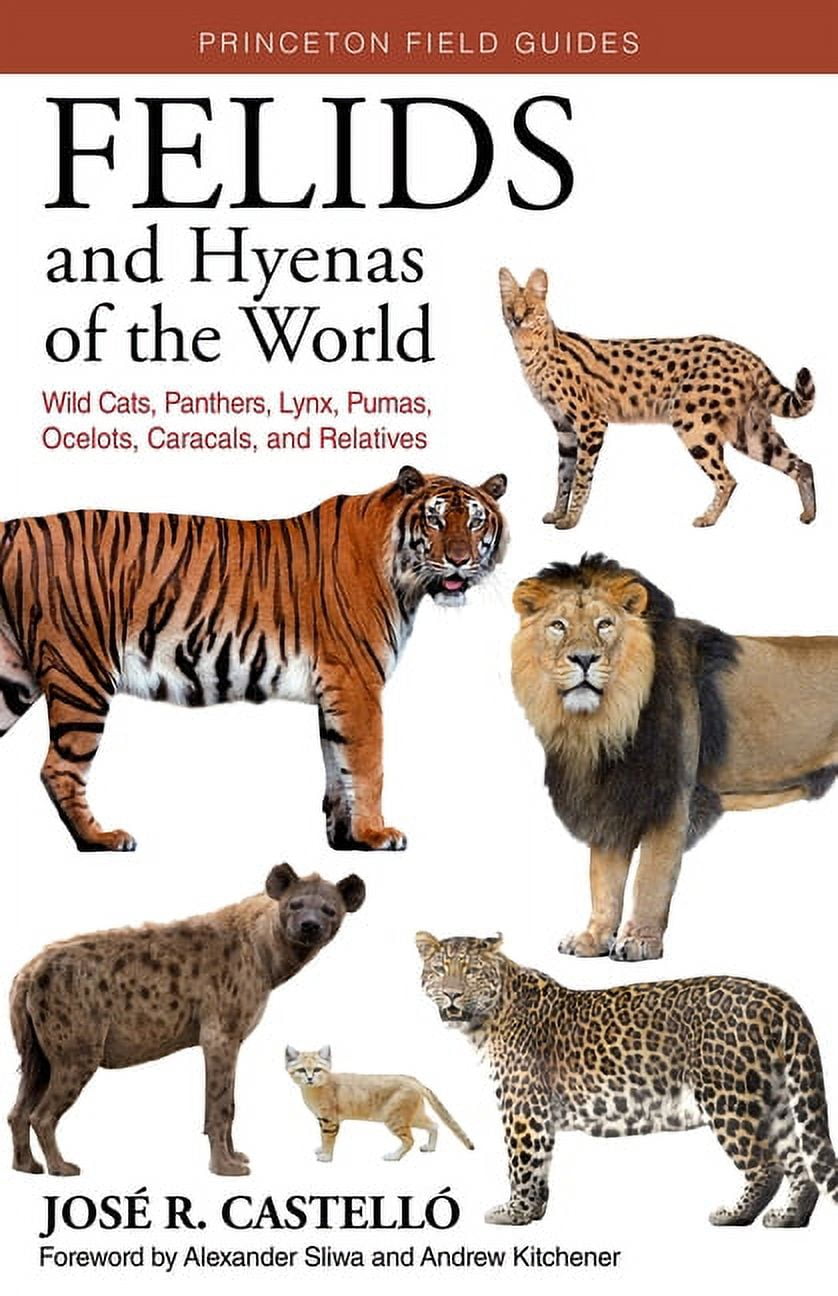 Felids And Hyenas Of The World Wildcats Panthers Lynx Pumas