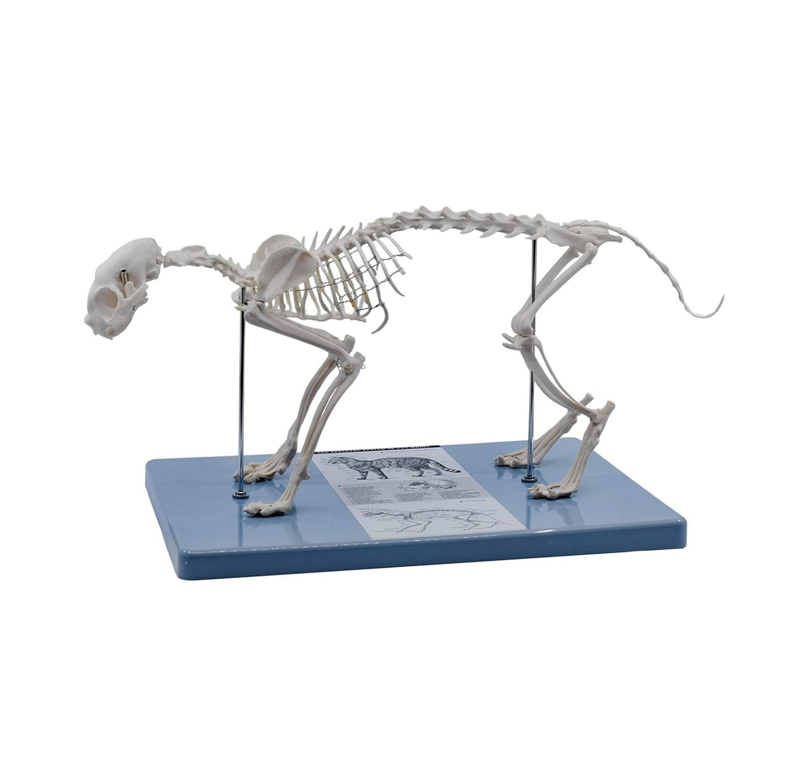 Feline (Cat) Skeleton Model, Life Size - Walmart.com