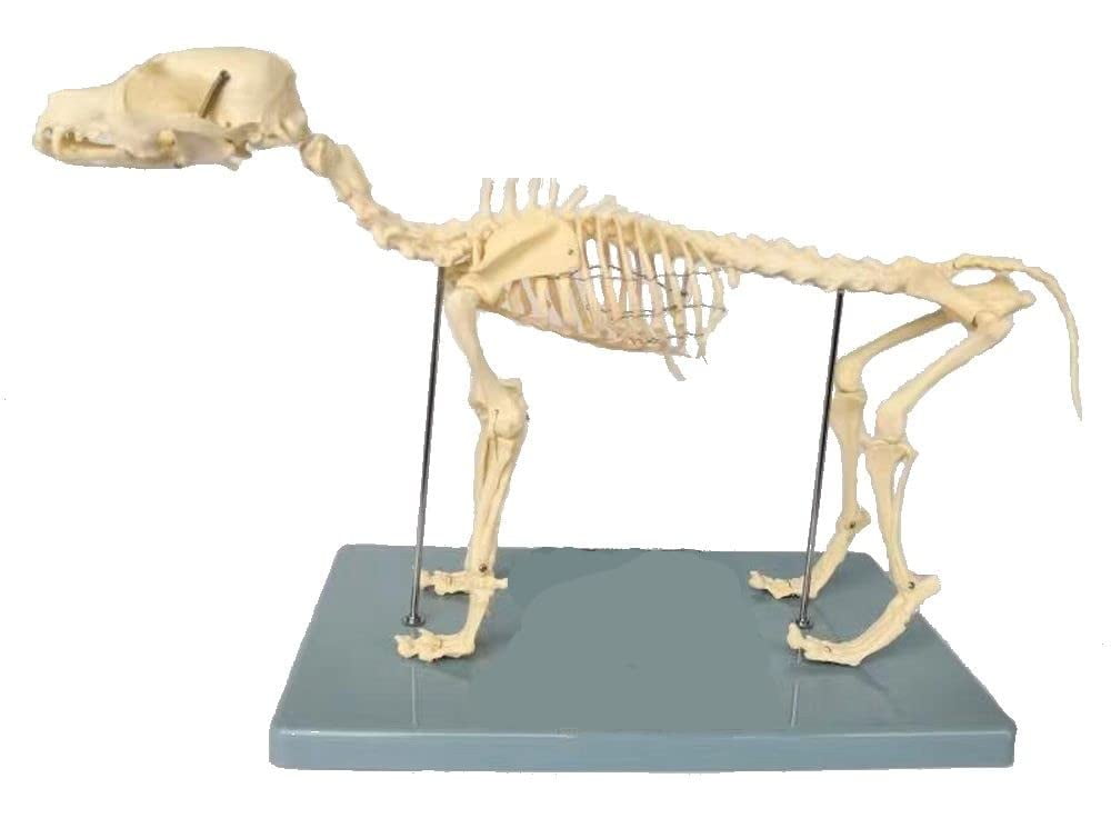Feline (Cat) Skeleton Model, Life Size - Walmart.com