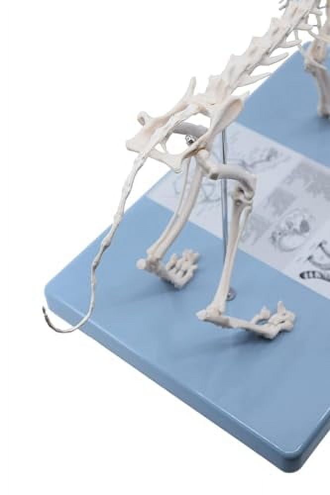 Feline (Cat) Skeleton Model, Life Size - Walmart.com