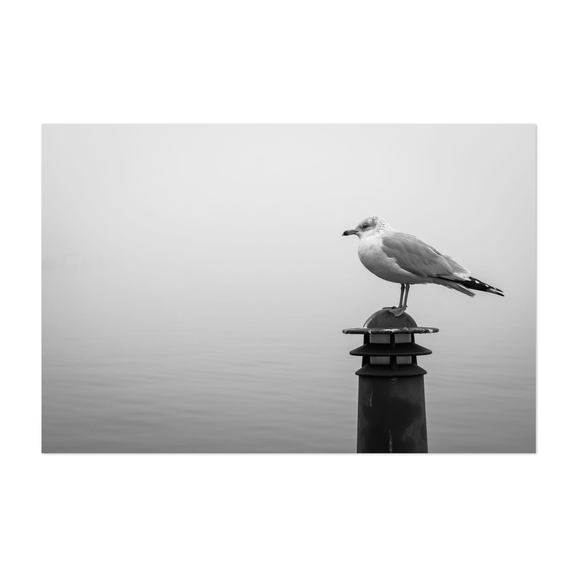 Fells Point Seagull B&W - Baltimore Maryland Photography Black and White Bird Minimalist Nature ...