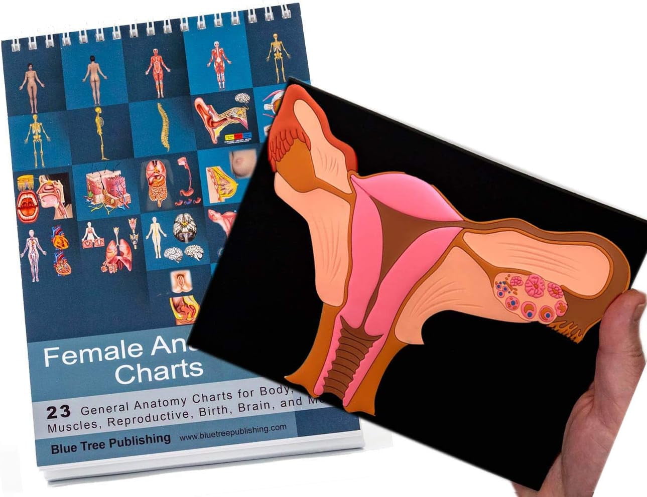 Female Anatomy (Flip Chart Model) - Walmart.com