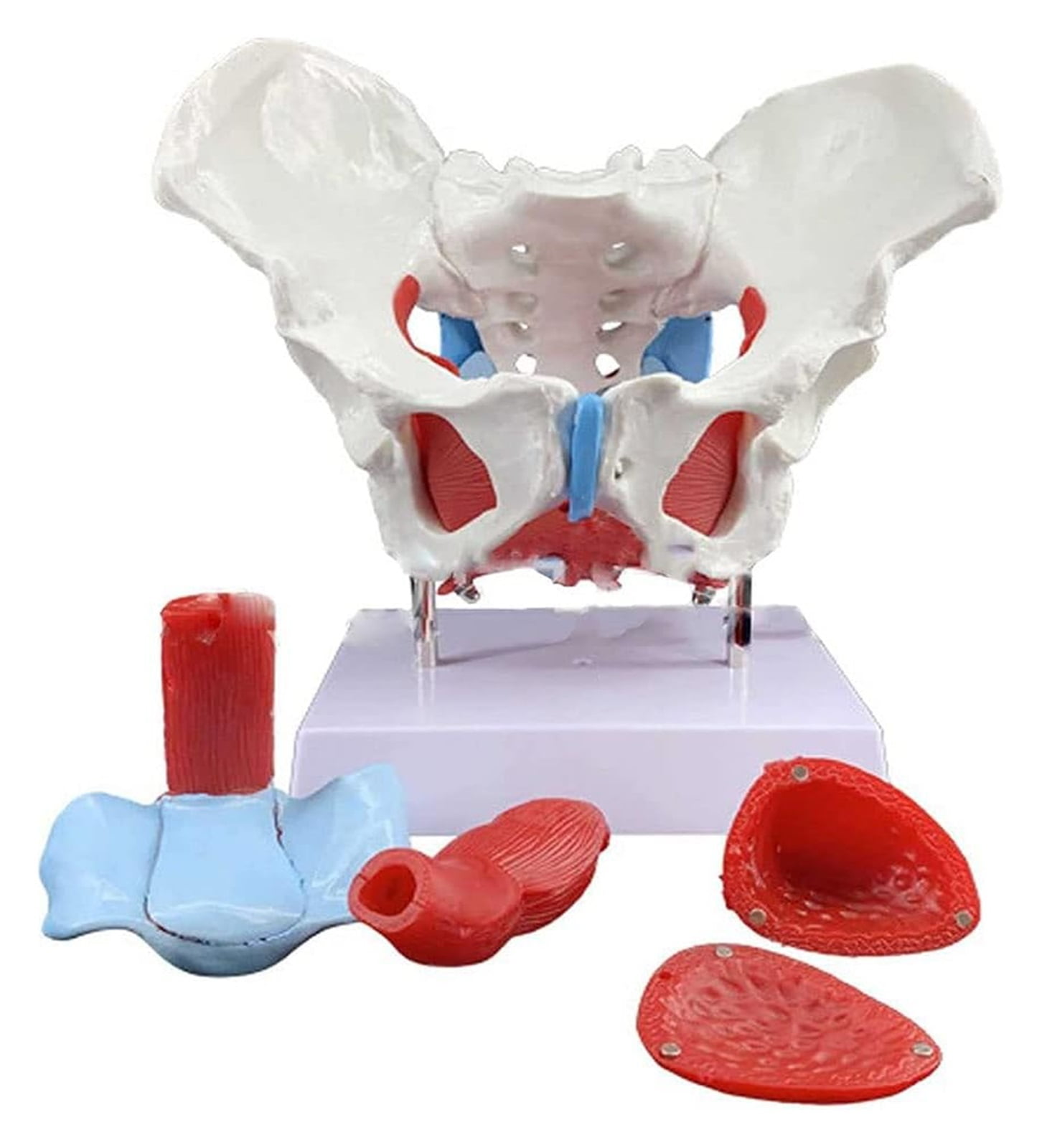 Female Anatomy Pelvis Perineum Model With Removable Organs,Pelvic Floor Muscle Anatomical Model ...