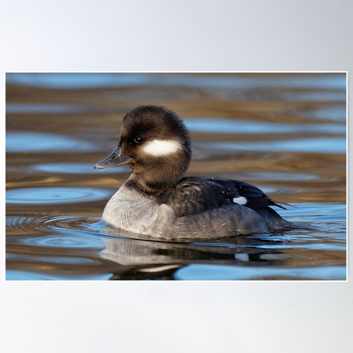 Female Bufflehead Duck At The Lake Poster Wall Art, Modern Wall Decor ...