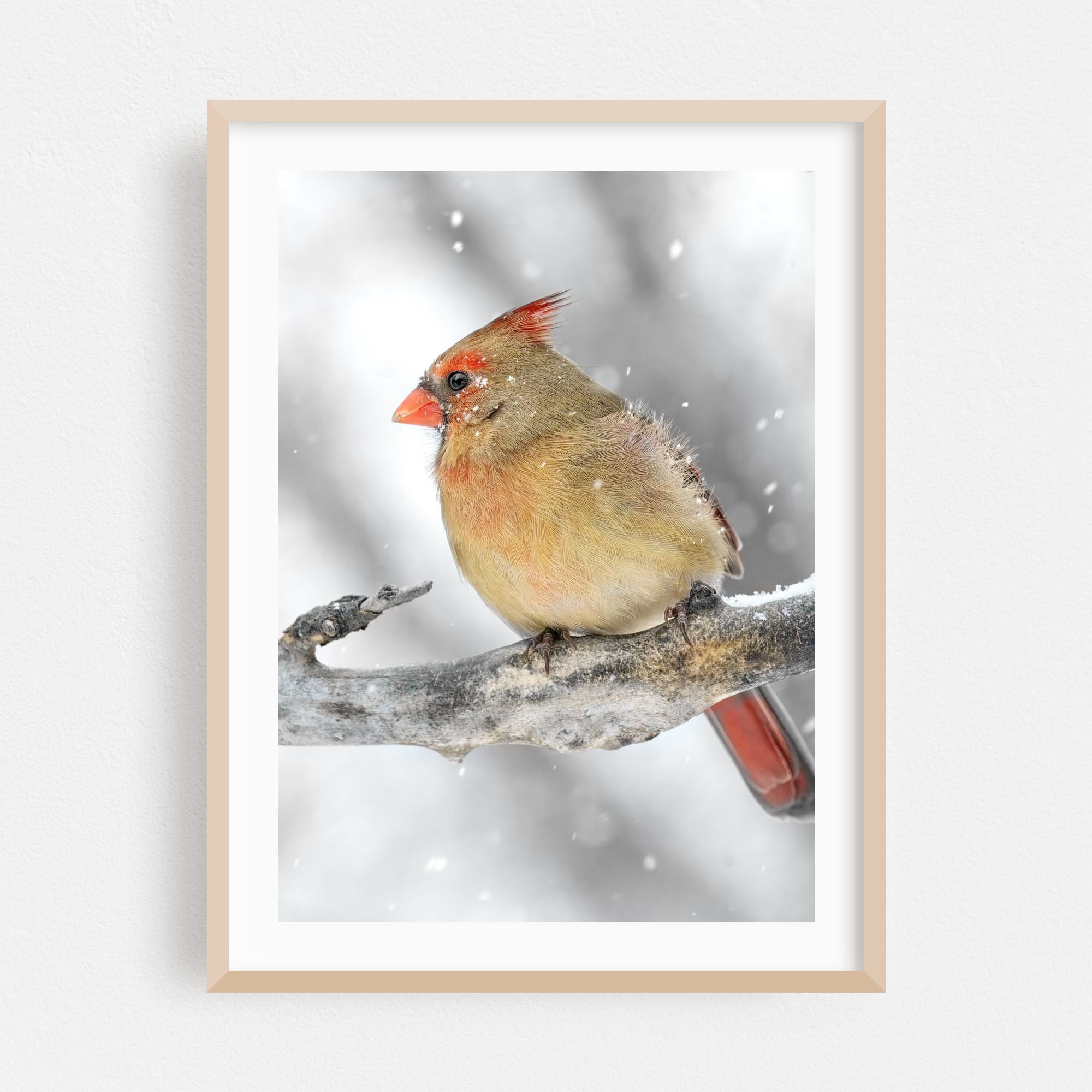 Female Cardinal in a Spring Snowstorm - Photography Bird Wildlife Snow ...