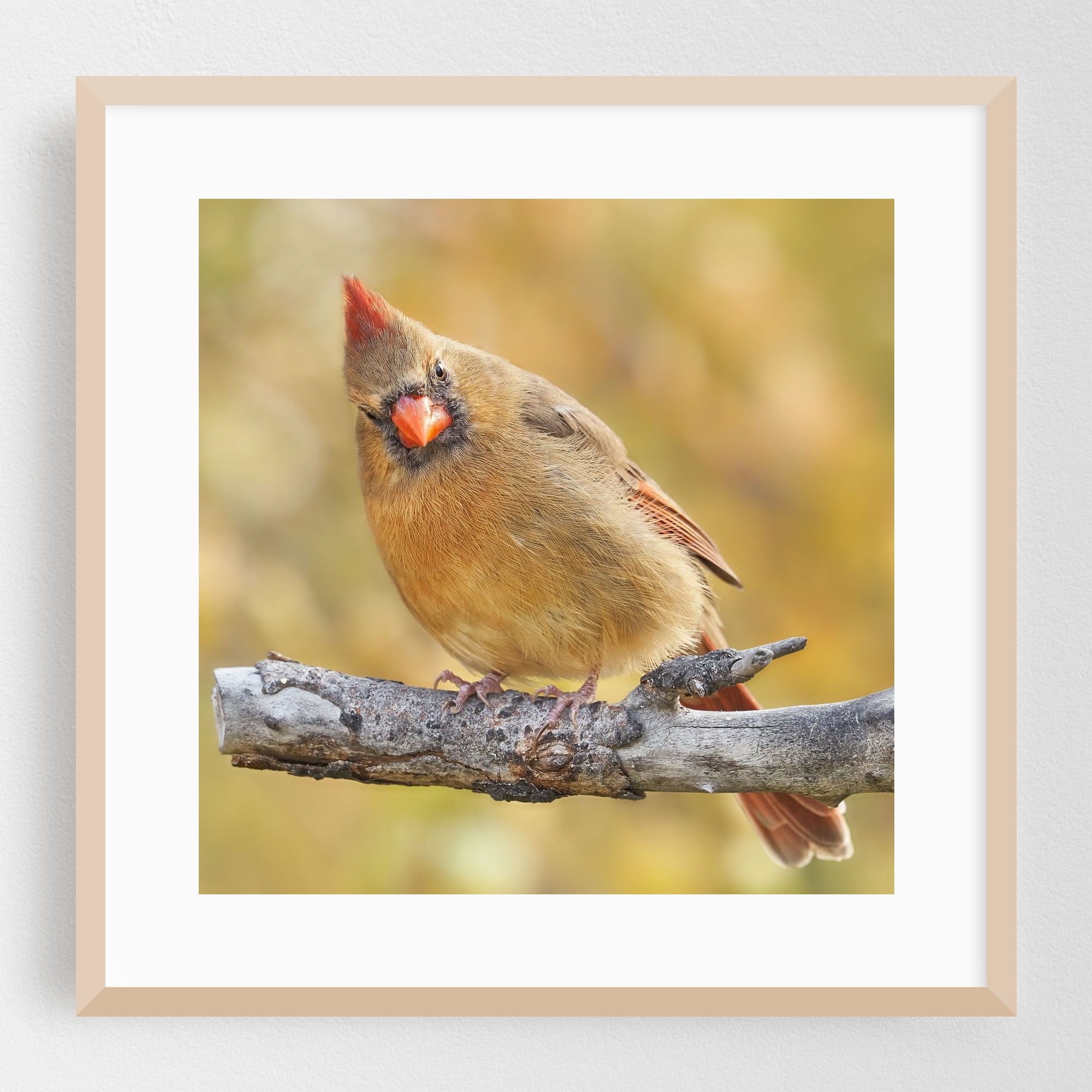 Female Cardinal is not impressed - Photography Bird Wildlife Nature ...