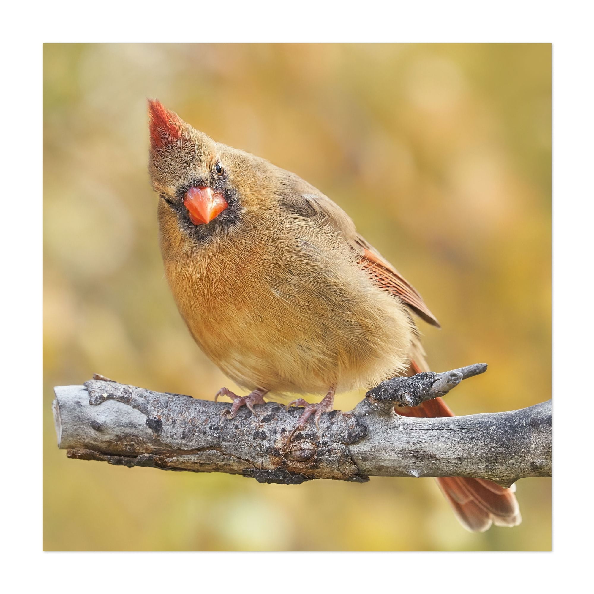 Female Cardinal is not impressed - Photography Bird Wildlife Nature ...