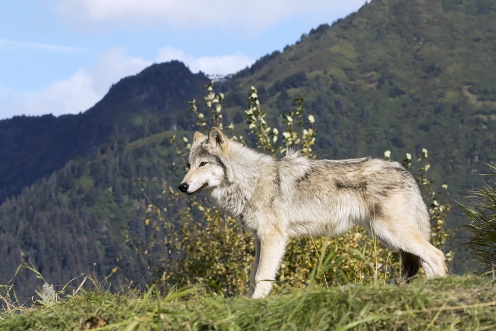 Female Gray Wolf (canis lupus), captive, Alaska Wildlife Conservation ...