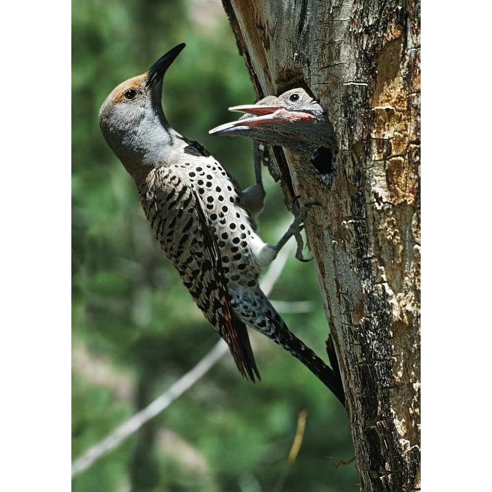 Female Northern Flicker Greeted By Young In Nest In The Cavity Of A ...