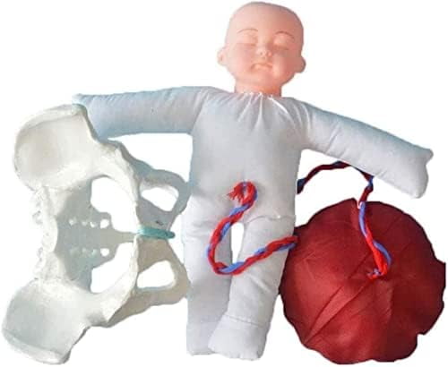 Female Pelvis Childbirth Model, Life Size Childbirth Demonstration ...