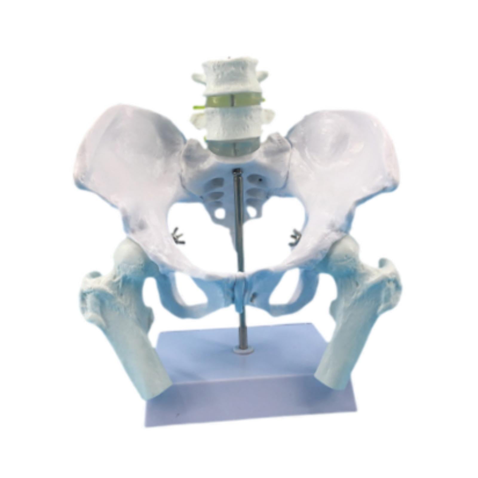 Female Pelvis Model Skeleton Practical PVC Material Academic Research ...