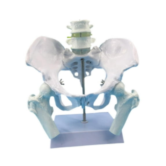 Female Pelvis Model Skeleton Practical PVC Material Academic Research ...