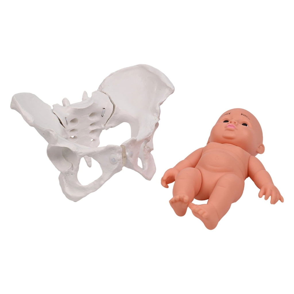 Female Pelvis Model with Midwifery Teaching Model for Educational ...