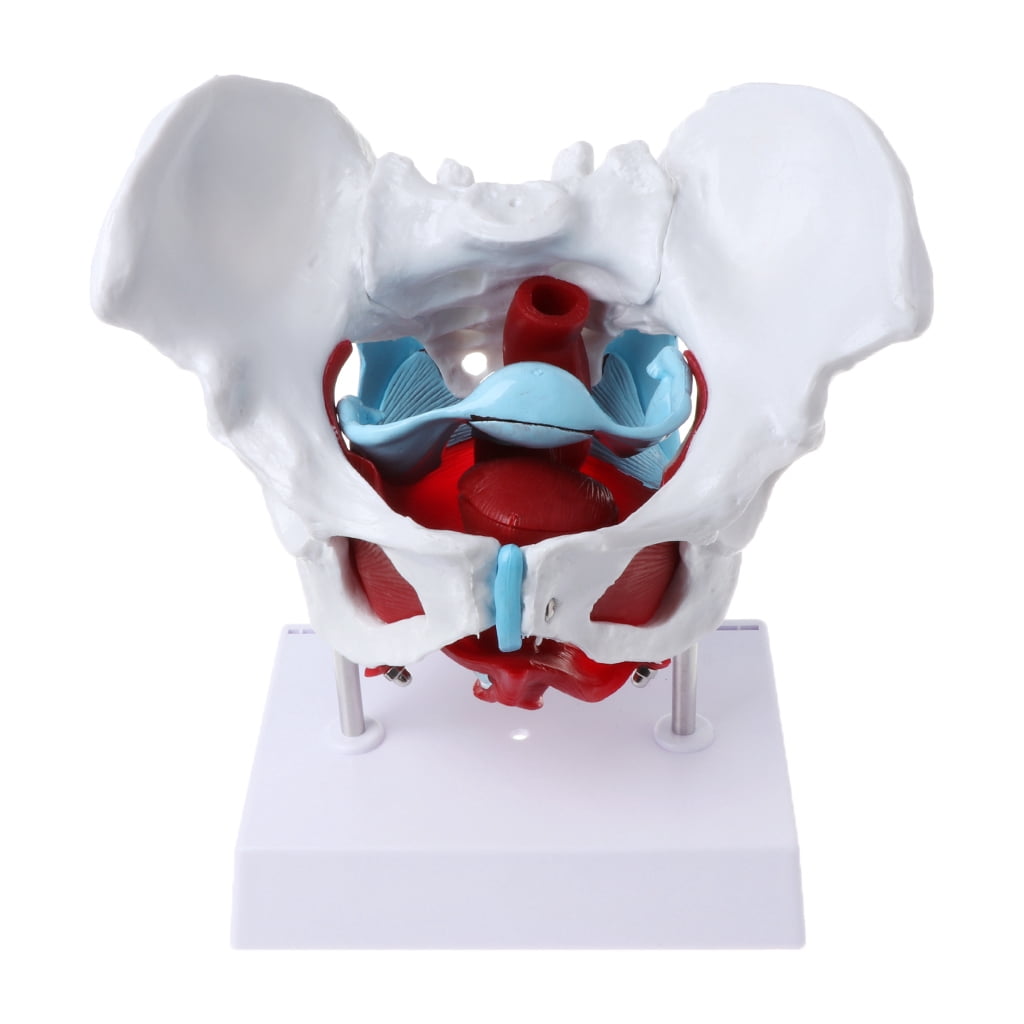 Female Pelvis Pelvic Floor Muscle Model Uterus Ovary Muscle Teaching ...