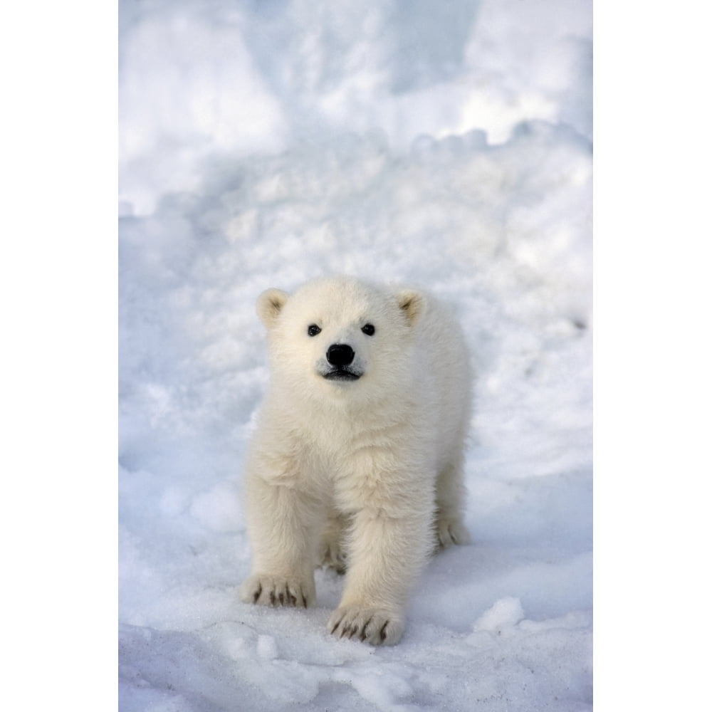 Female Polar Bear Cub At Alaska Zoo Anchorage Sc Ak/Ncaptive by Tom Soucek / Design Pics ...