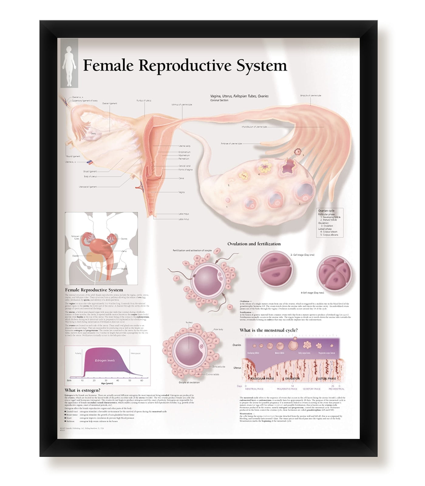 Female Reproductive System Framed Medical Educational Informational ...