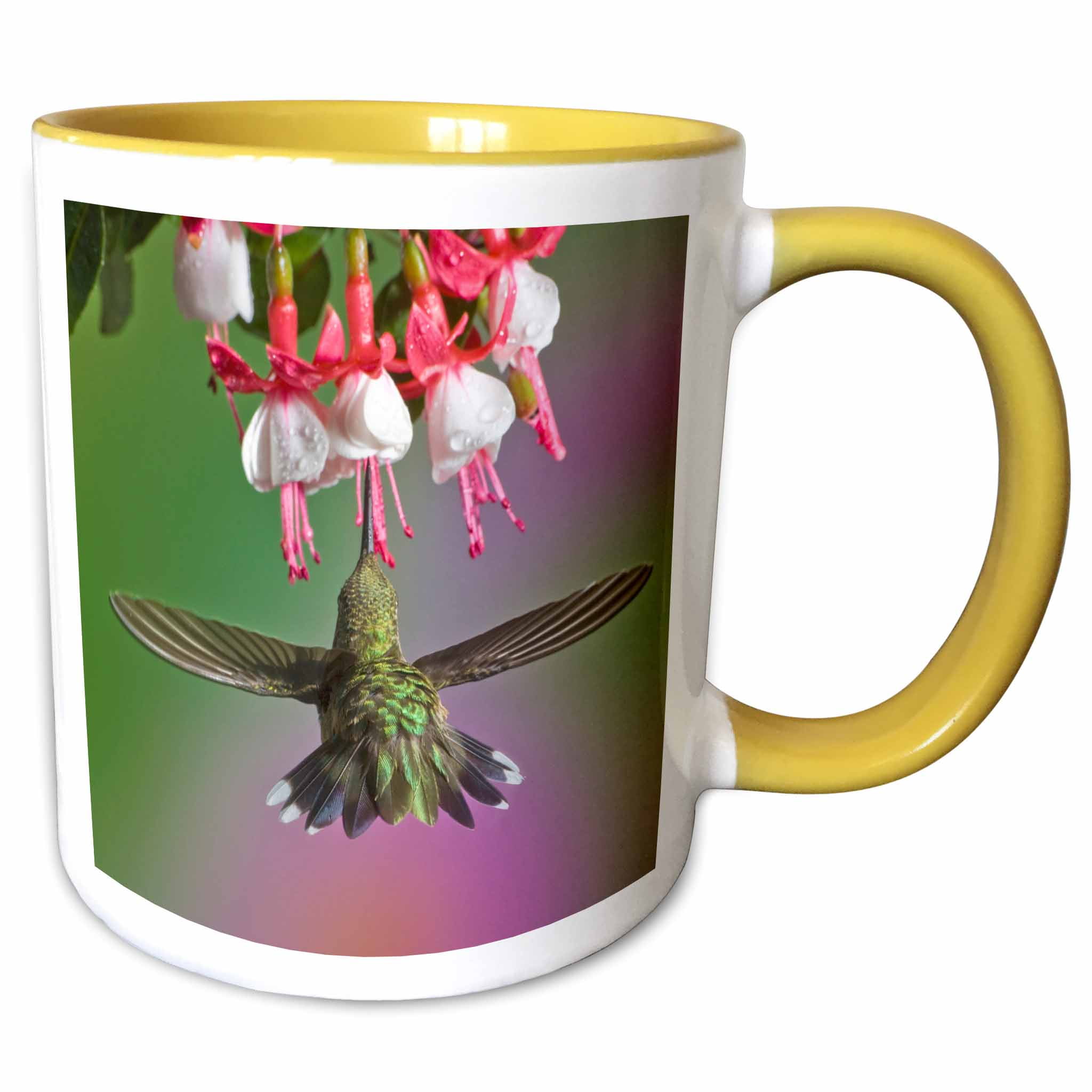 3drose, Female Ruby Throated Hummingbird in Flight - Na02 Aje0347 ...