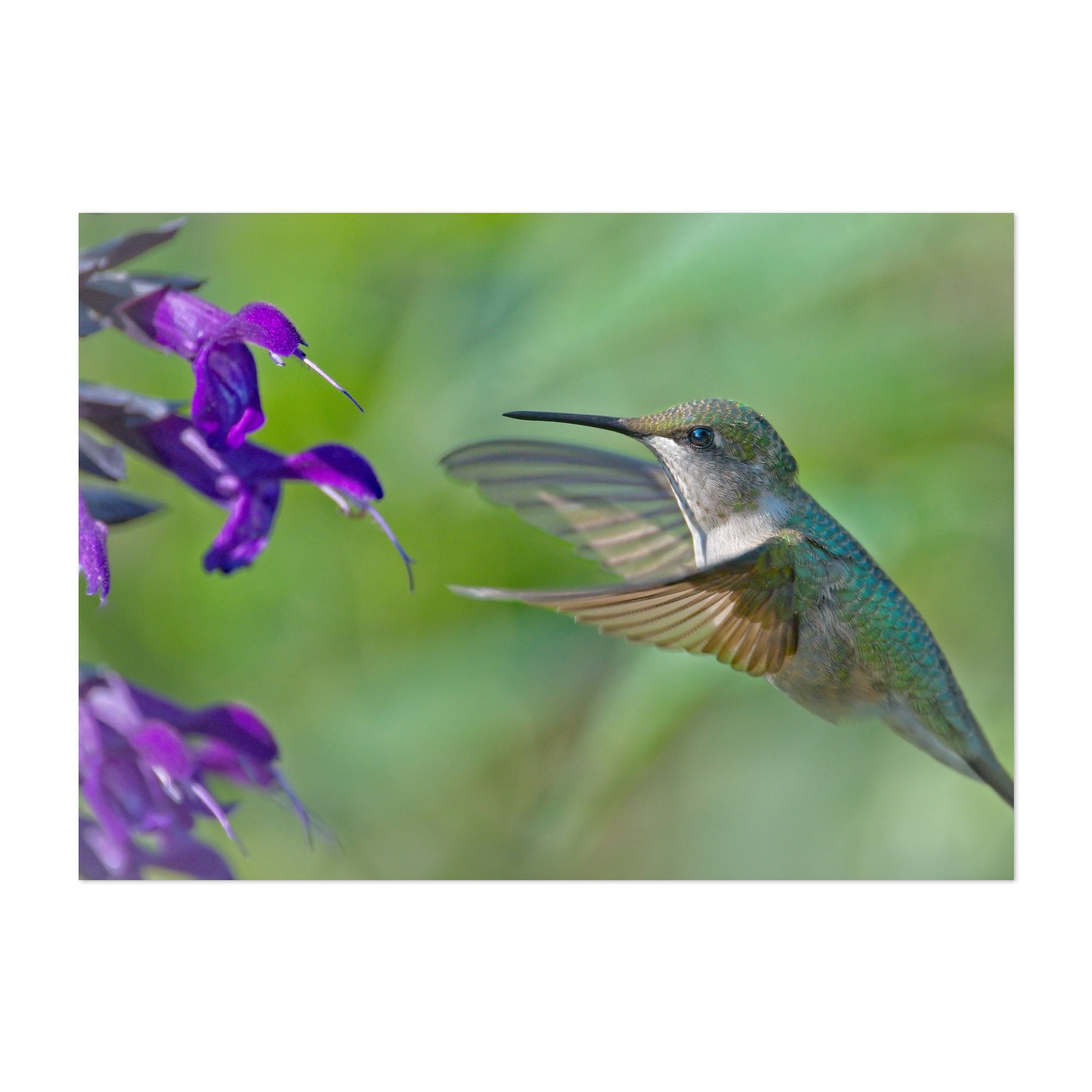 Female Ruby-Throated Hummingbird - Photography Bird Wildlife Nature ...