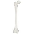 Femur Bone Model | Right | Cast from a Real Human Femur Bone l Upper ...