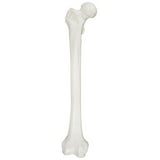 Femur Bone Model | Right | Cast from a Real Human Femur Bone l Upper ...