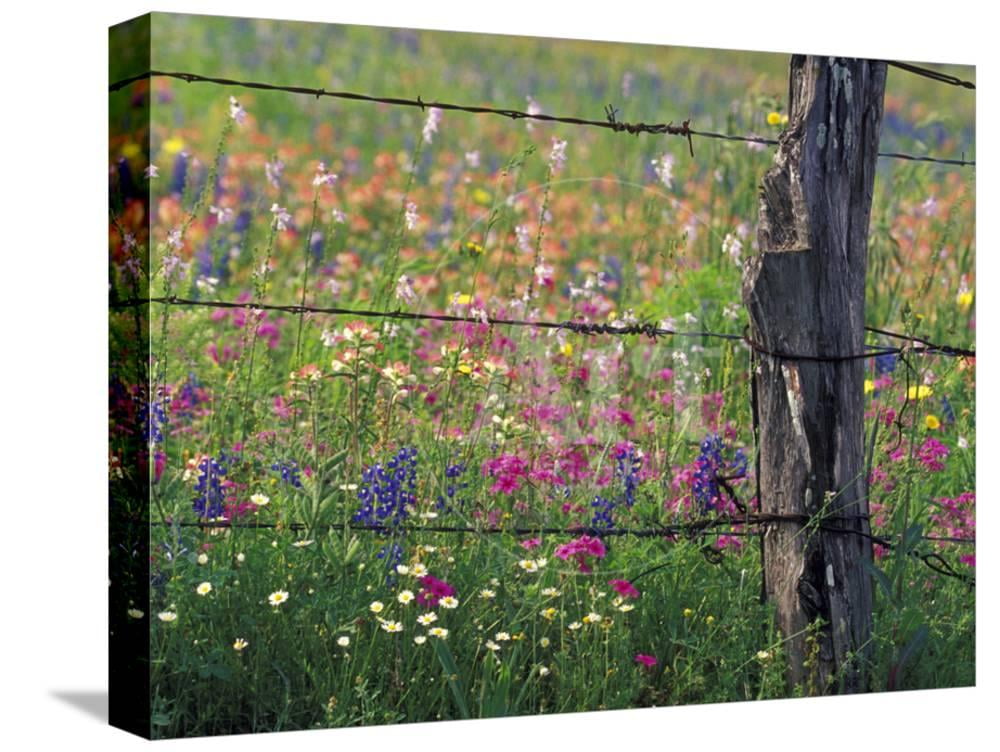 Fence Post and Wildflowers, Lytle, Texas, USA, Botanical Scenic ...