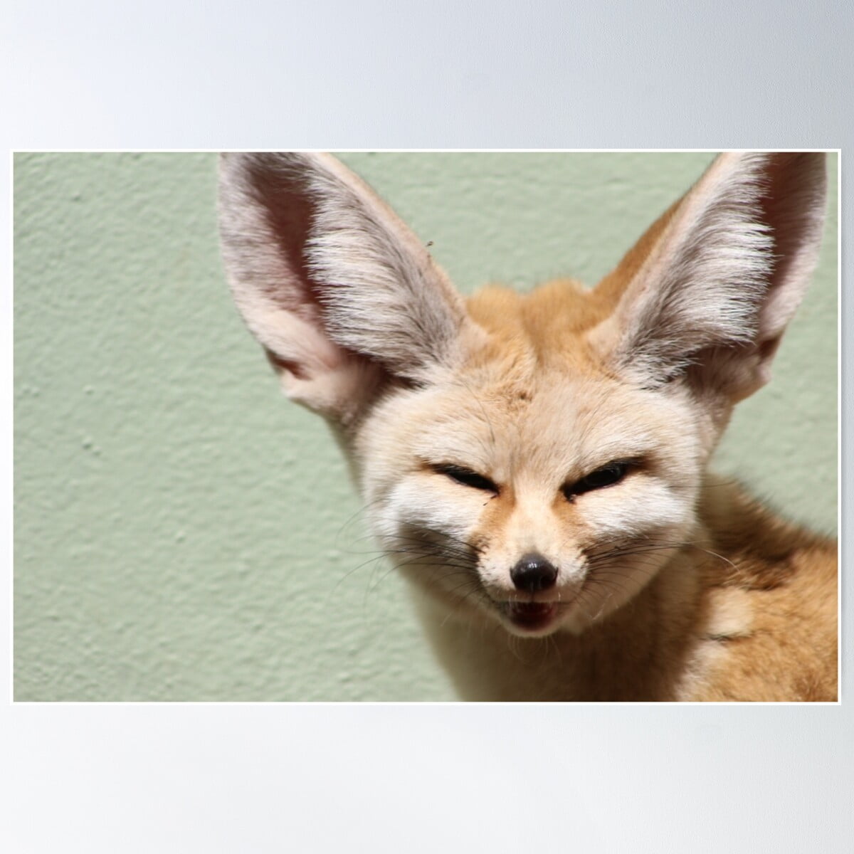 Fennec Fox Poster Wall Art, Modern Wall Decor For Living Room Bedroom ...
