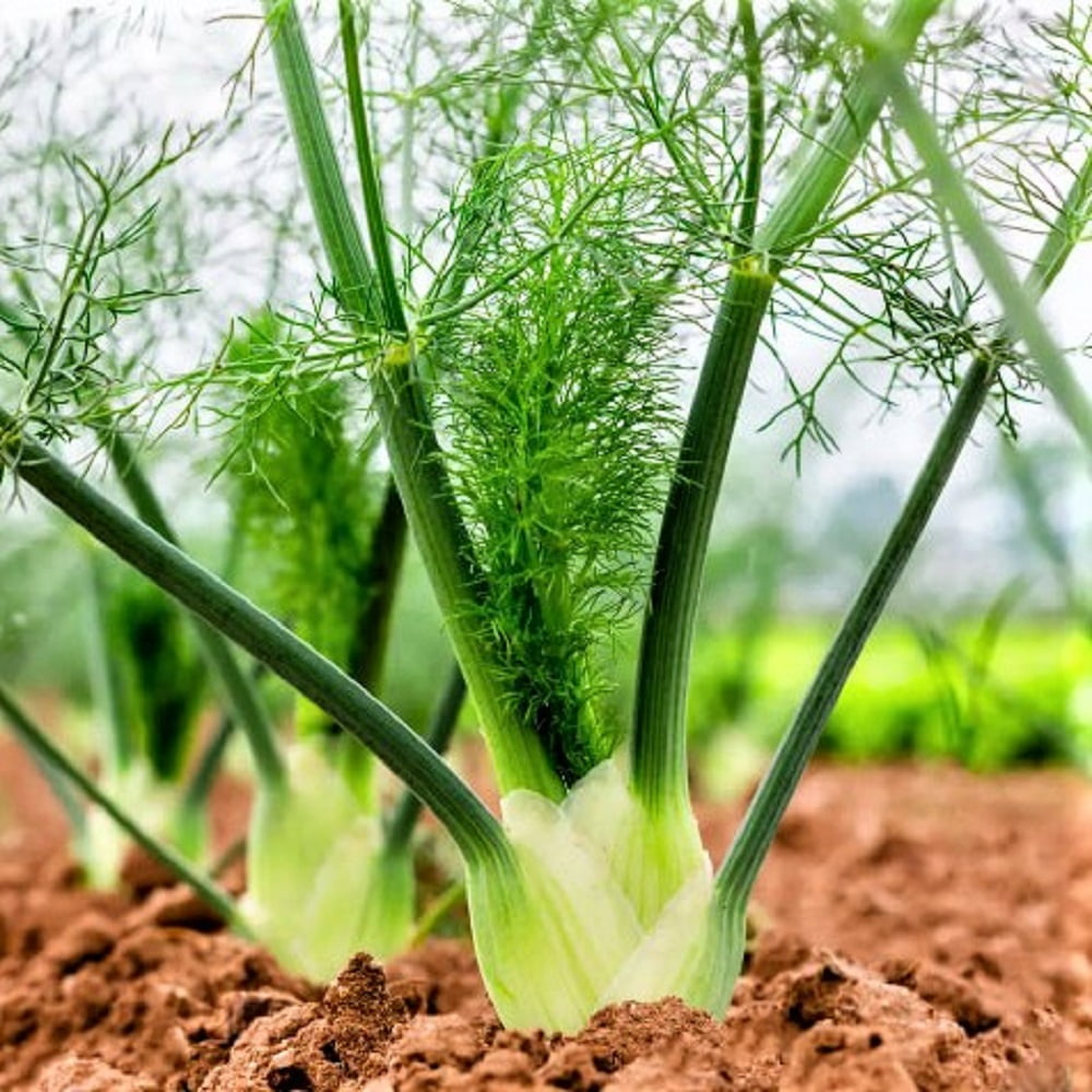 Fennel Seed, Florence Fennel, Heirloom, Non GMO, 200+ Seeds, Country ...