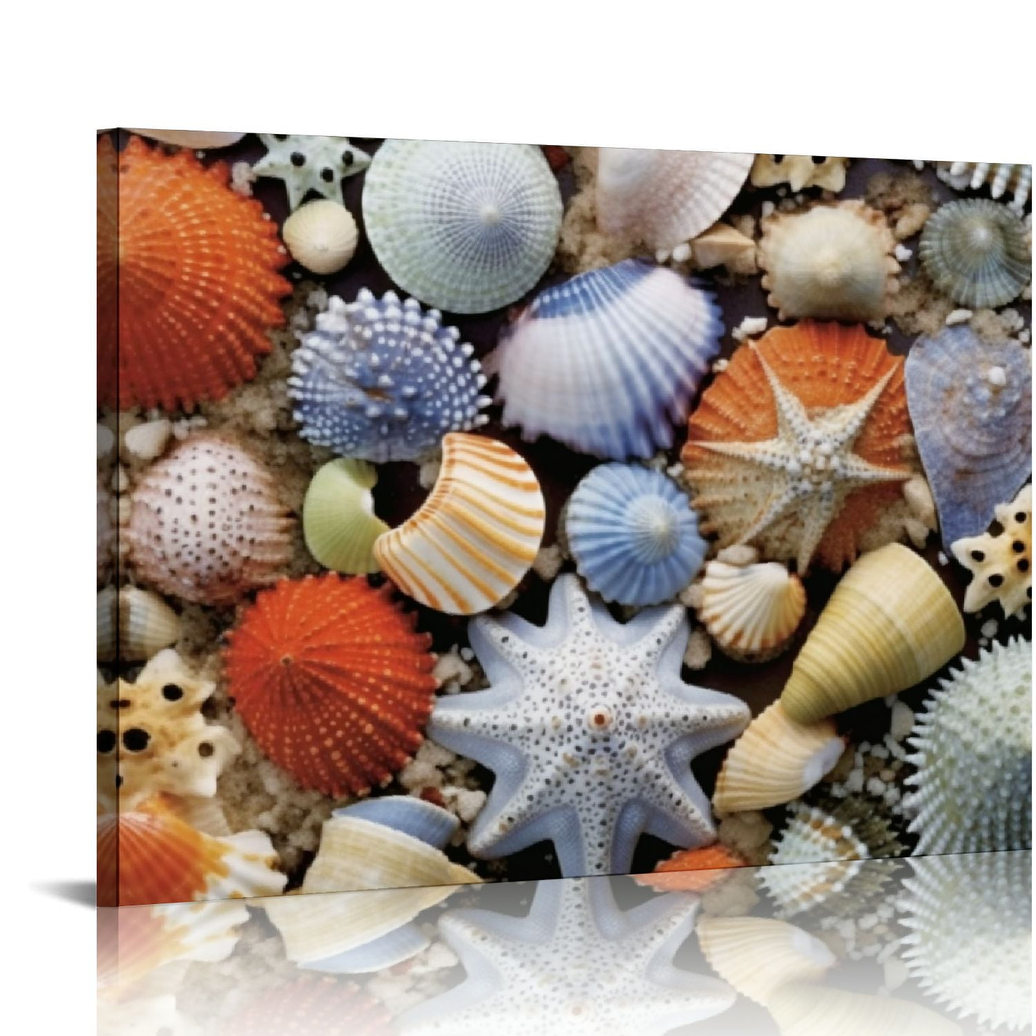 Fenyluxe Sea Shells Starfish Sea Urchin Canvas Prints Wall Art 16x12in ...
