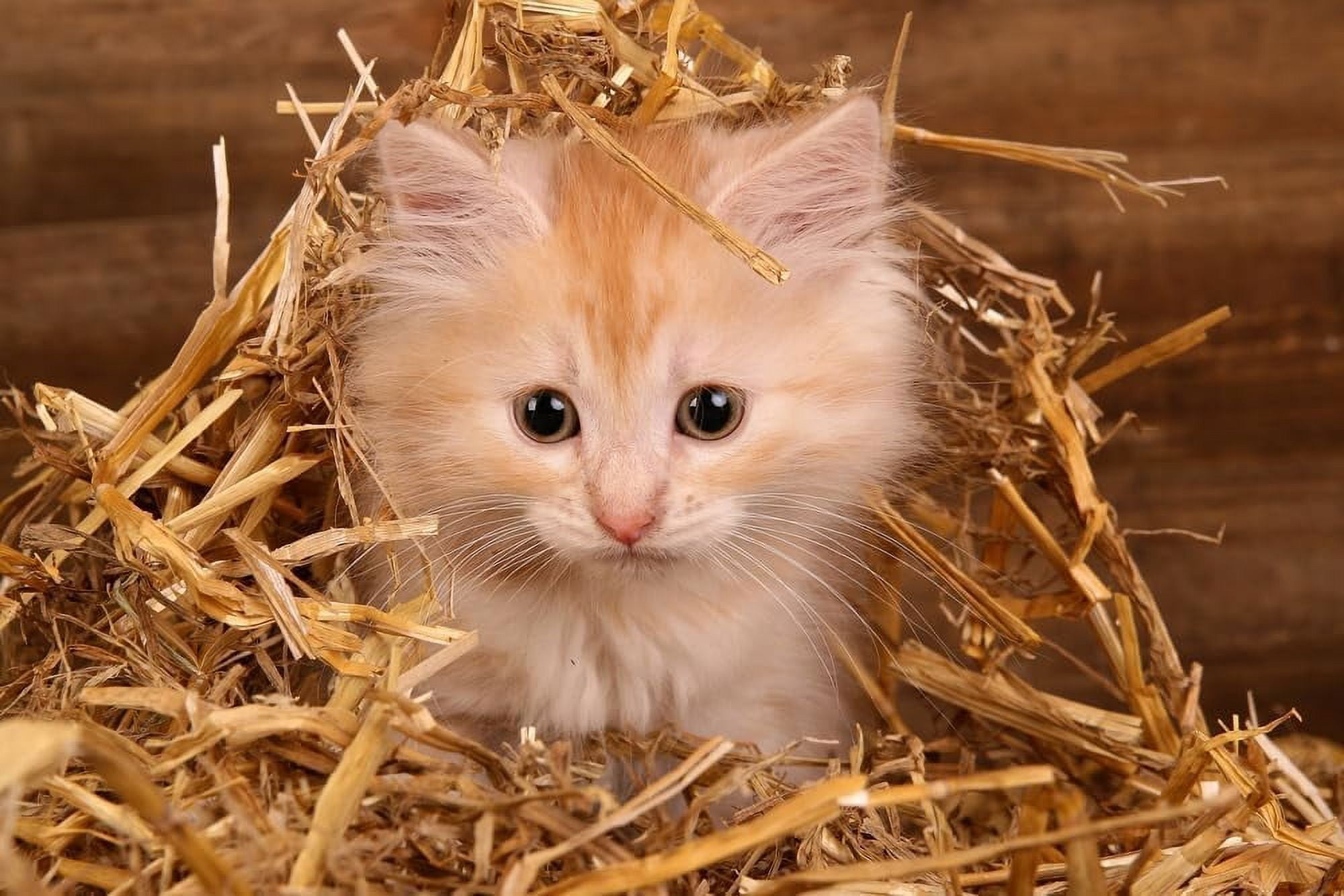 Feral Cat, Kitten Winter Rescue Kit - Warm Wheat Straw Bedding and ...
