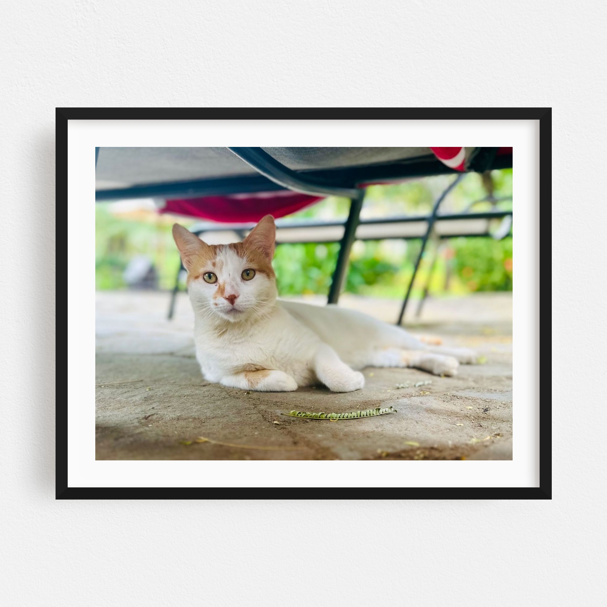 Feral Cat at Pacifico in Playas Del Coco, Costa Rica - Guanacaste ...