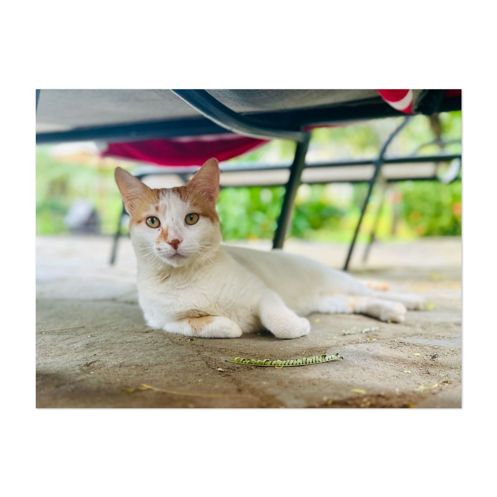 Feral Cat at Pacifico in Playas Del Coco, Costa Rica - Guanacaste ...