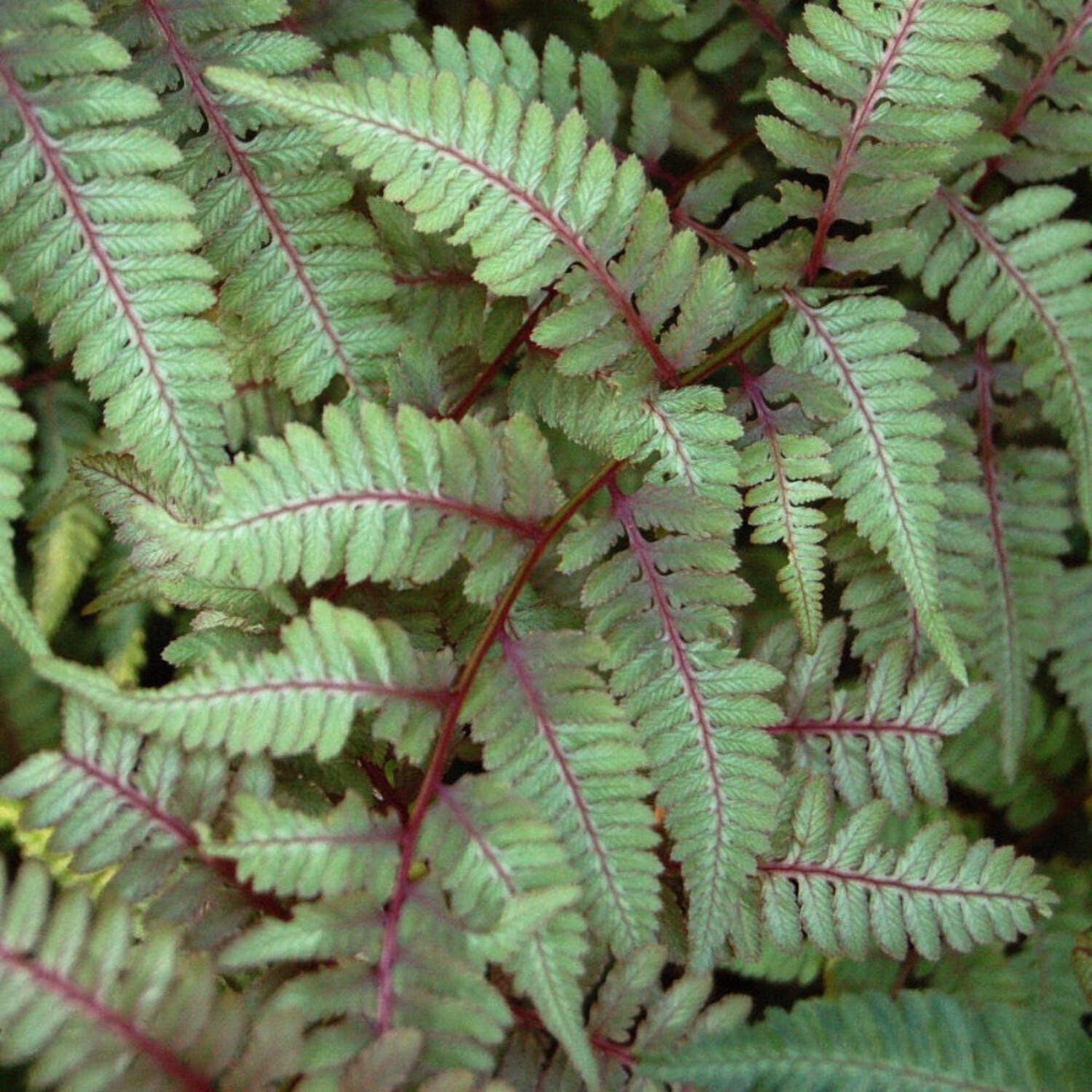 GoBuyPlants Fern-A. Japanese Painted - 3 Gal, Live Deciduous Fern, Part ...