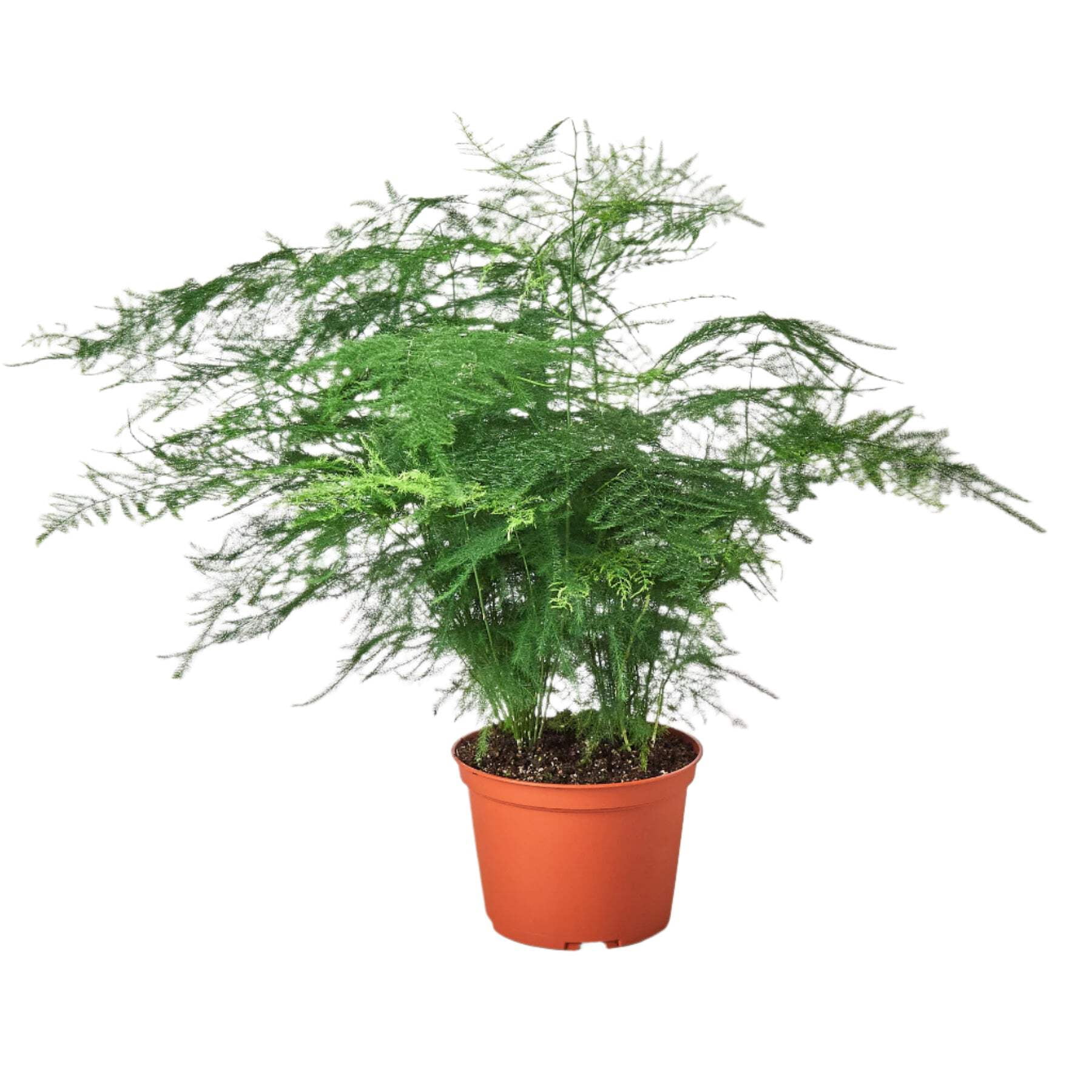 Fern Asparagus 'Plumosa', 4" Pot, Indoor Houseplant, Easy Care, Live ...