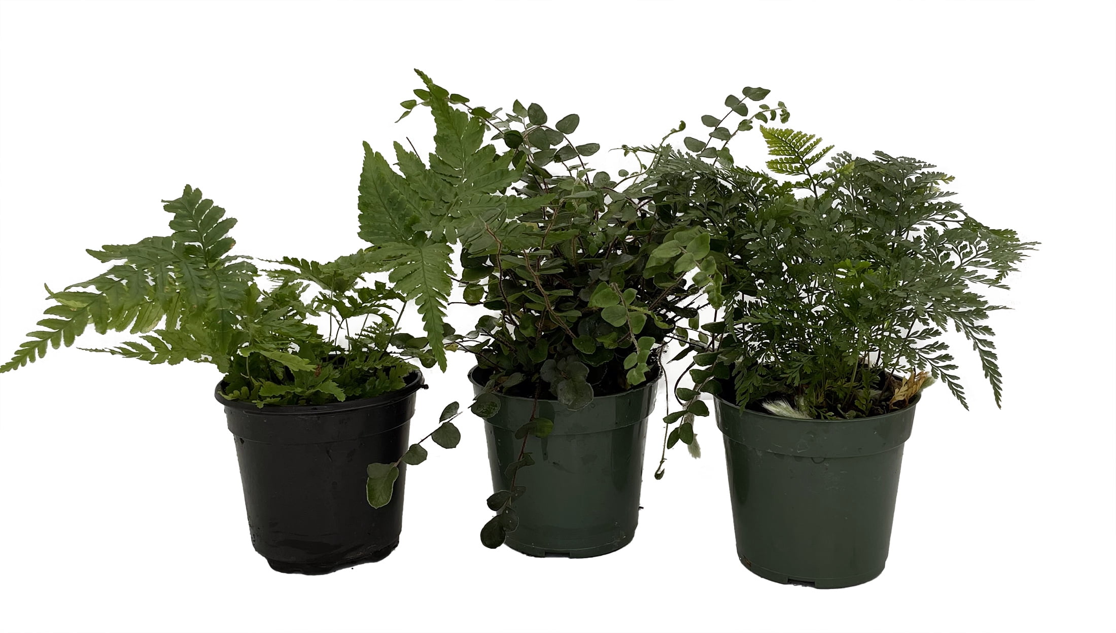 Fern Assortment - 3 Pack in 4" Pots - Walmart.com