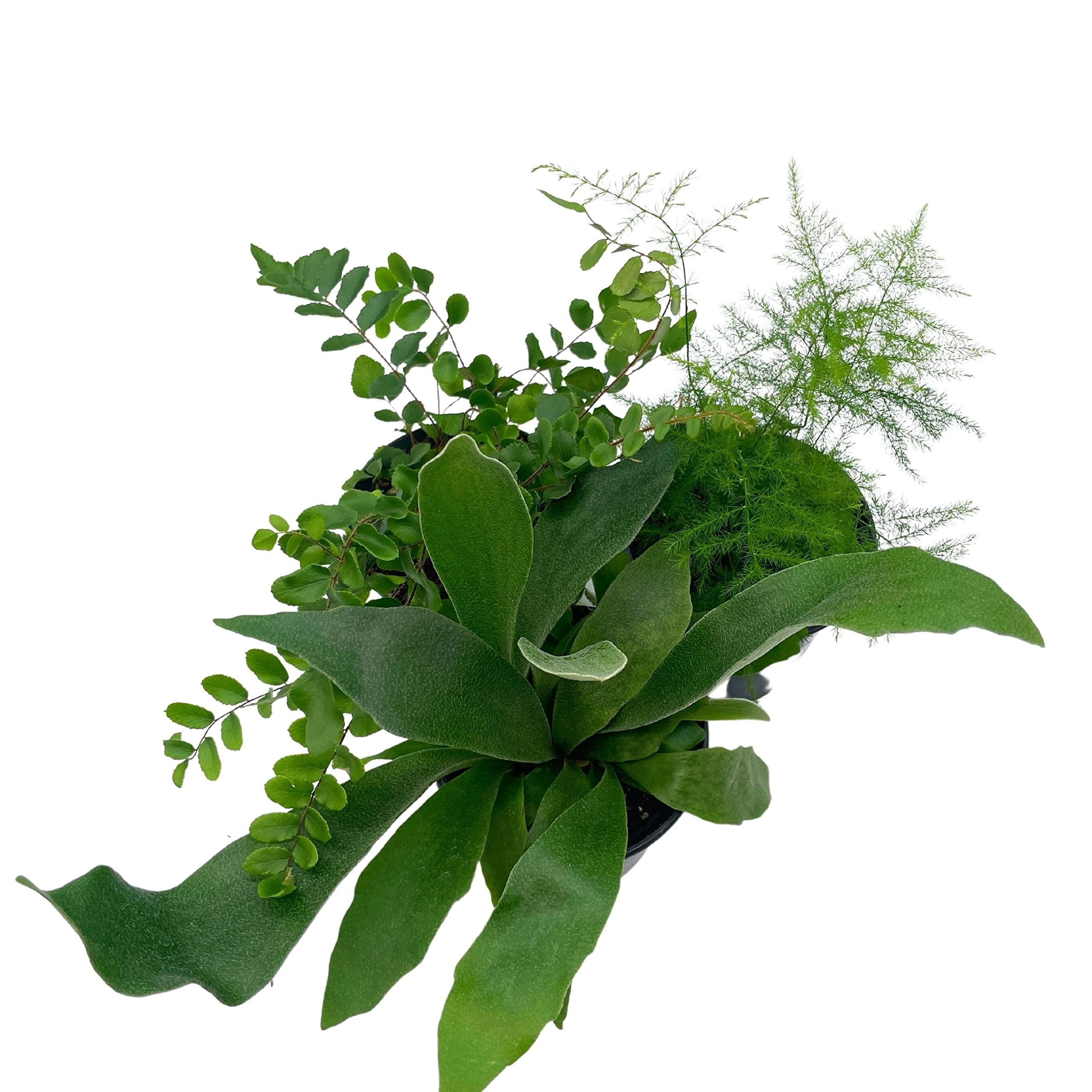 Fern Assortment Set, 4 inch pots, Set of 3, Variety, Great Indoor ...
