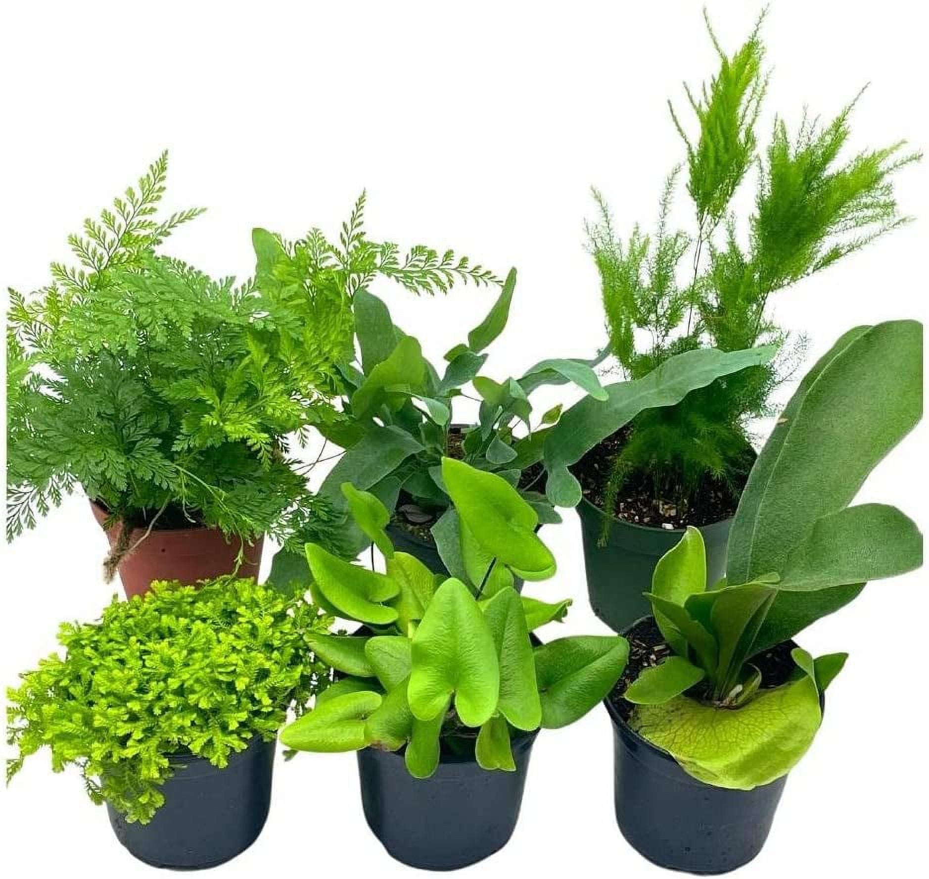 Fern Assortment Set, 6 Different Ferns in 4 inch pots, Grower's Choice ...