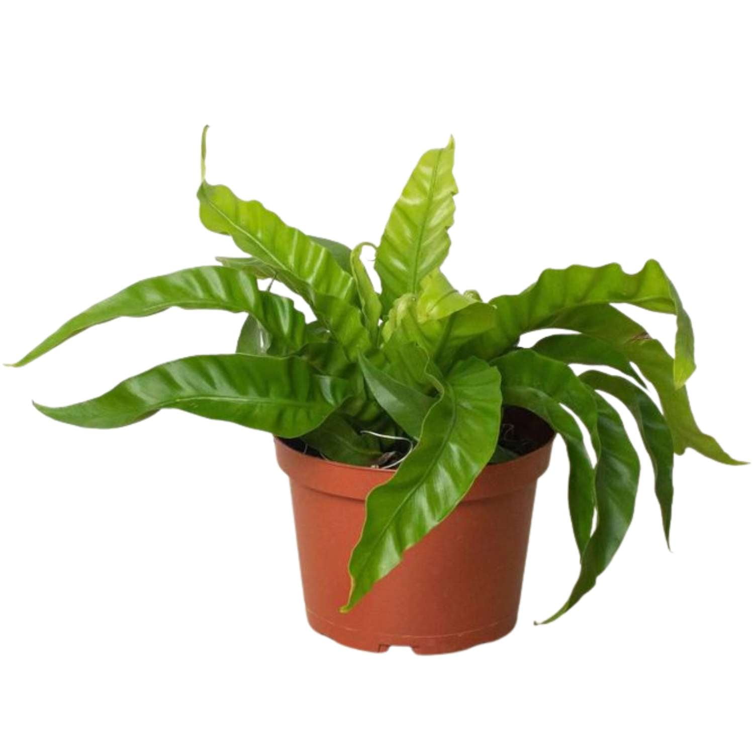Fern Bird's Nest Hurricane Live Plant for Indoor | Different ...
