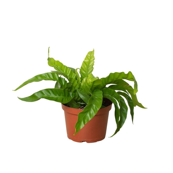 Ferns in Indoor Plants - Walmart.com